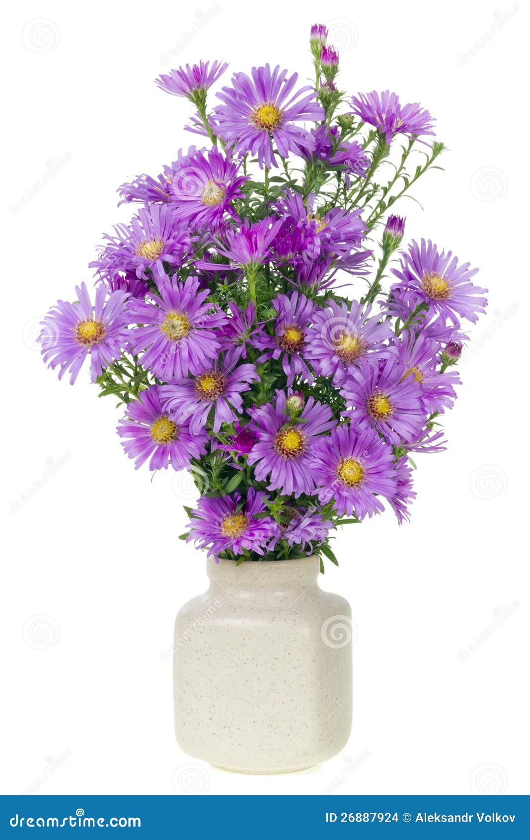 Mini Magenta Chrysanthemums Stock Photo - Image of life, spotted: 26887924