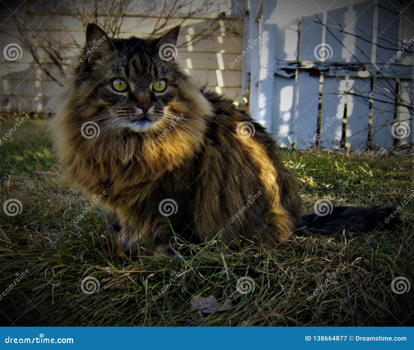 Mini Maine Coon Sur L'alerte Image stock - Image du herbeux, mini ...
