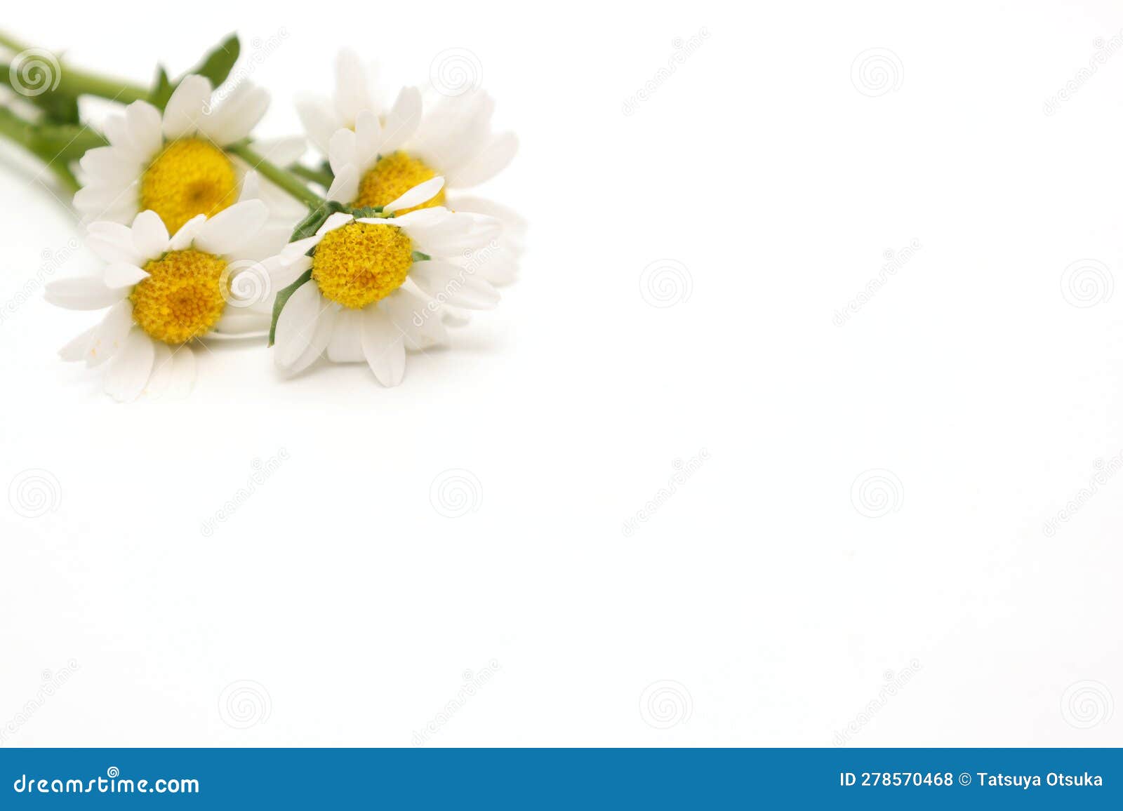 Mini Marguerite Isolated on a White Background Stock Photo - Image of ...