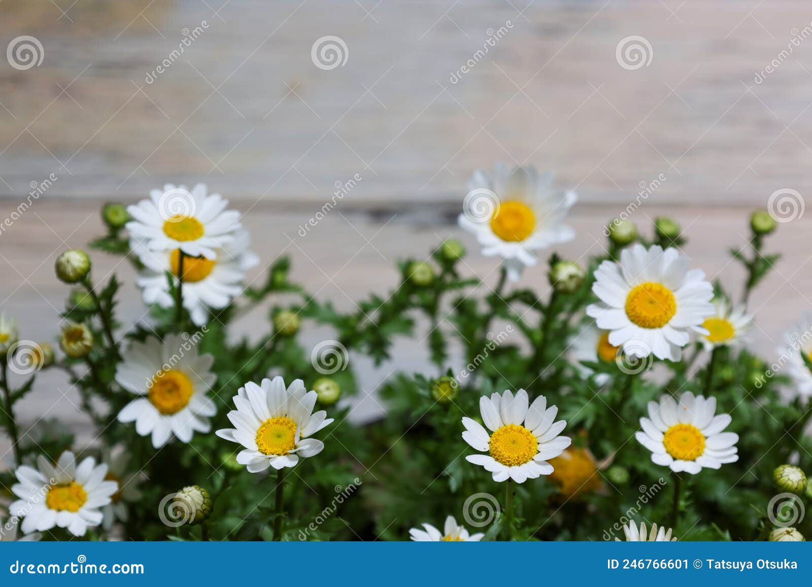 Mini Marguerite Stock Photos - Free & Royalty-Free Stock Photos from ...