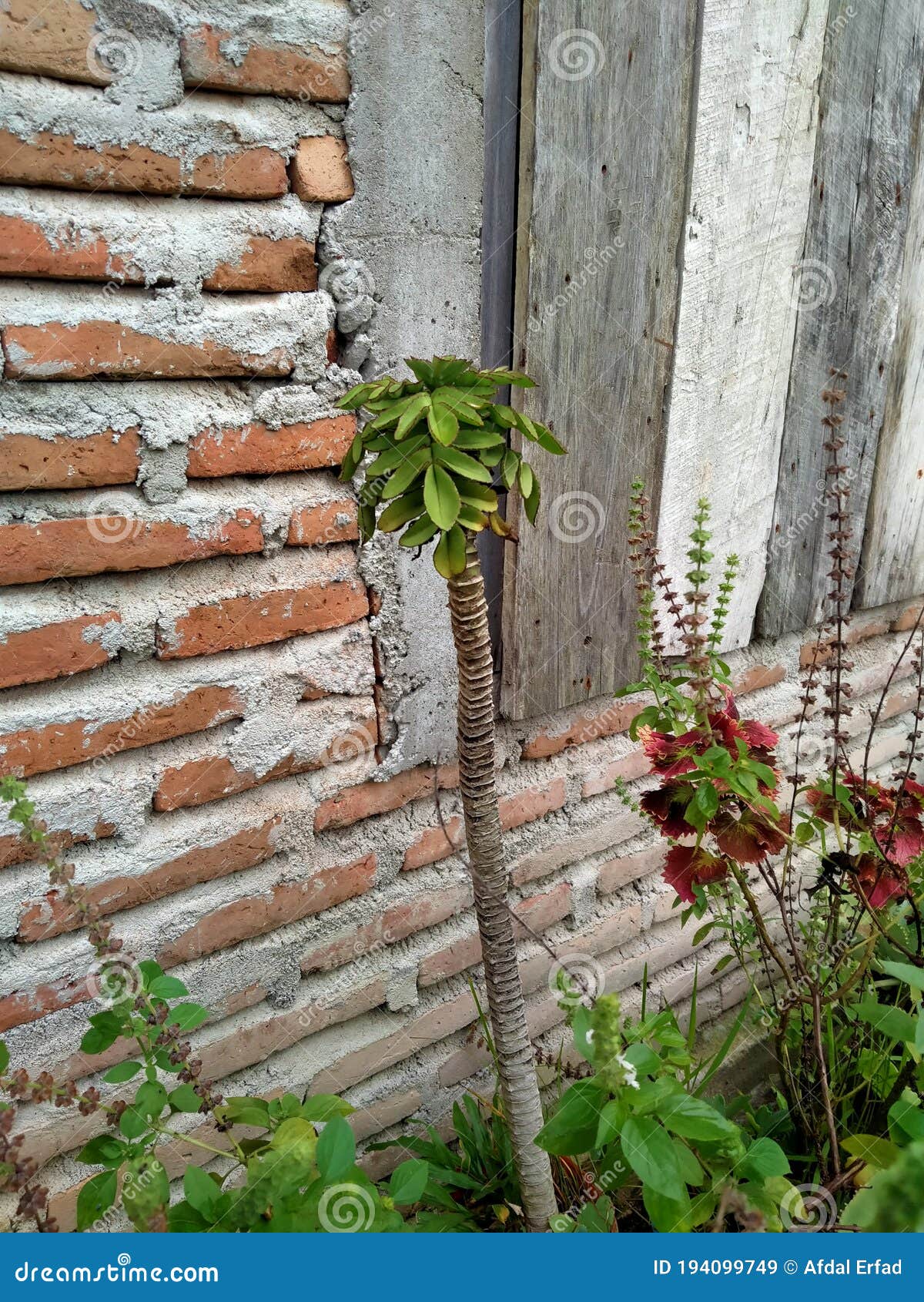 Mini Militia Tree As Hide Place Stock Image - Image of hide, mini ...