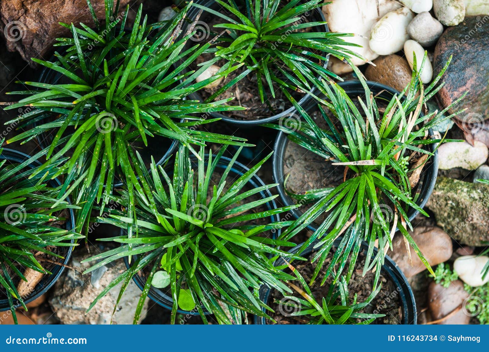 Mini Mondo Grass im Garten stockfoto. Bild von dekorativ - 116243734