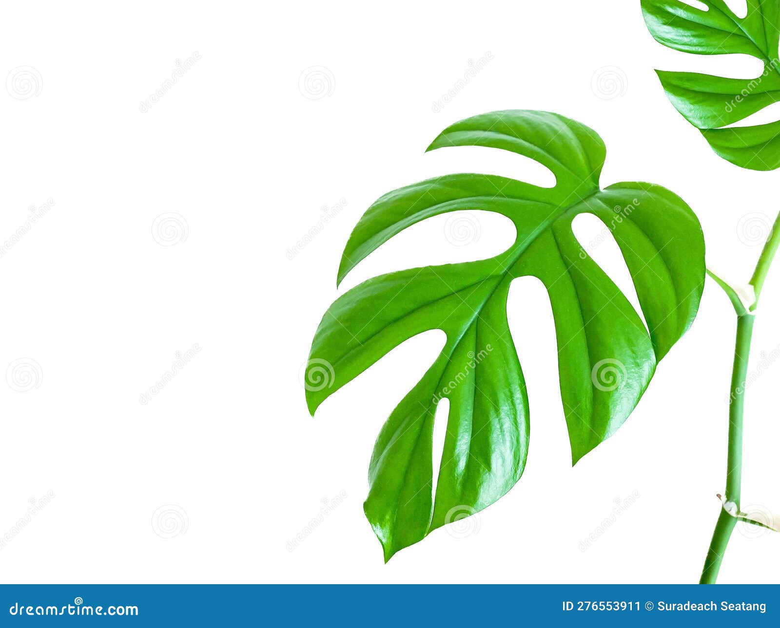 Mini Monstera Indoor Plant on White Background Stock Image - Image of ...