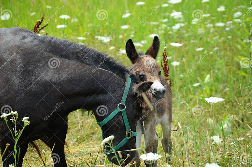 Mini Mule Foal stock photo. Image of john, filly, jenny - 74740986