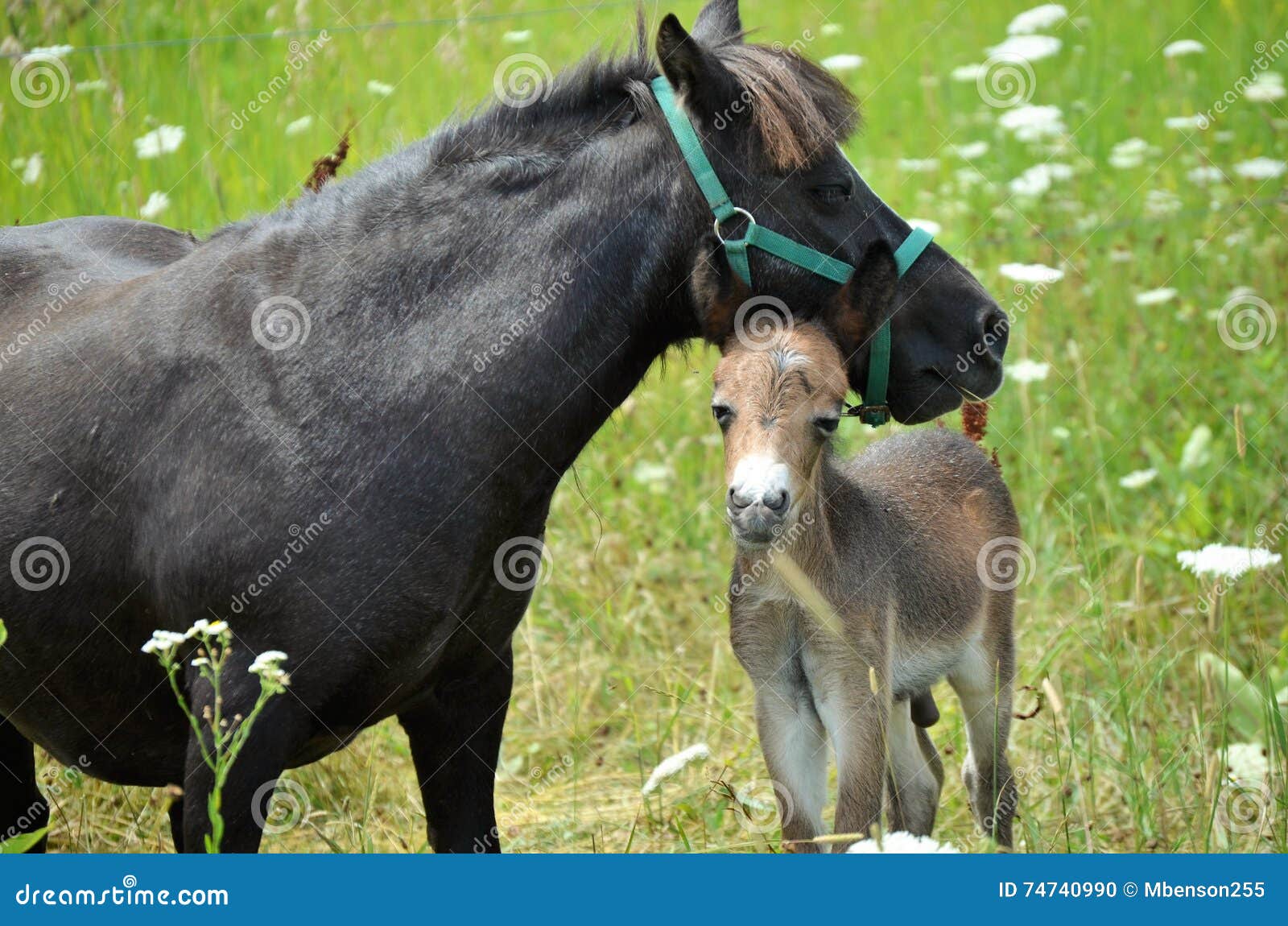 Mini Mule Foal stock photo. Image of guardian, farm, livestock - 74740990