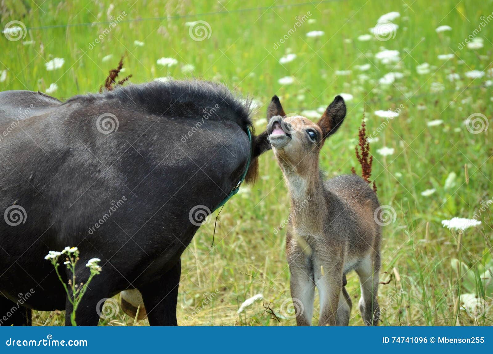 Mini Mule Foal stock photo. Image of foal, john, jenny - 74741096