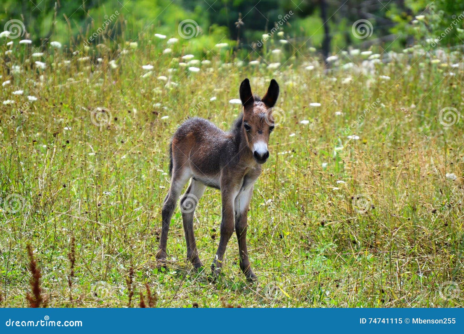 Mini Mule Foal stock image. Image of mammal, horse, jenny - 74741115