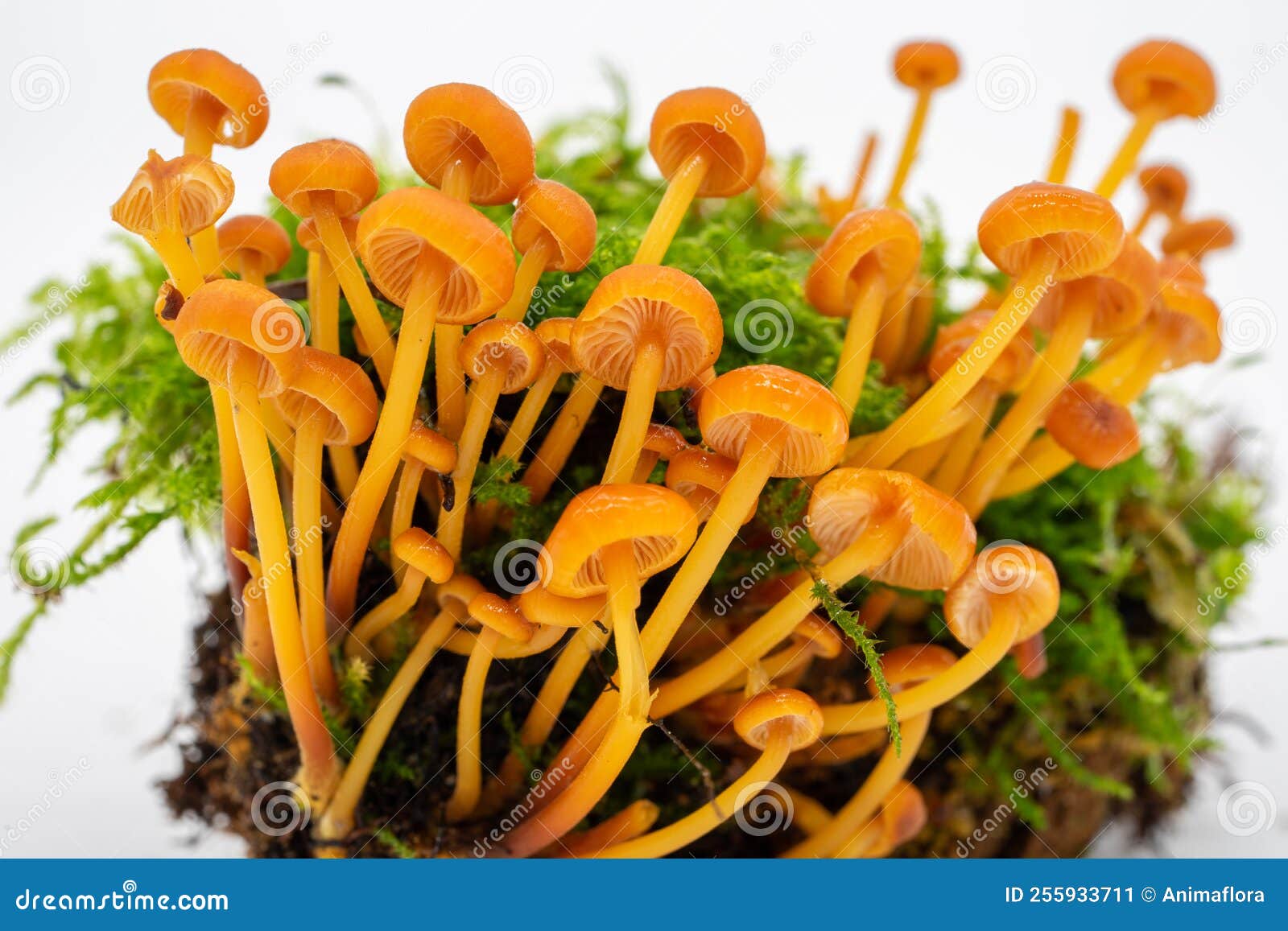 Mini Mushrooms In The Forest Stock Photography | CartoonDealer.com ...