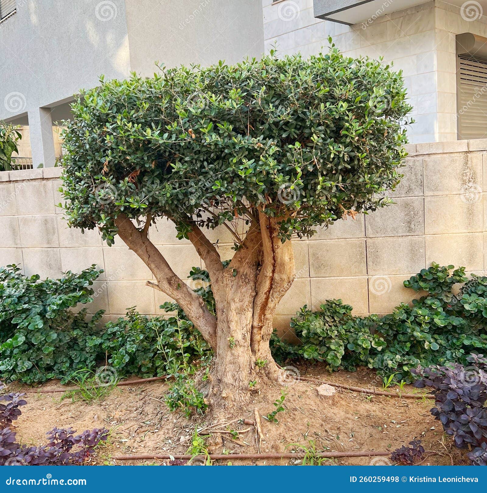 MINI OLEA OLEASTER Wild-olive Stock Photo - Image of tree, beauty ...