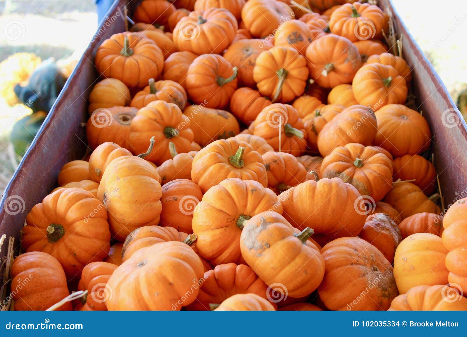Mini Orange Pumpkin Fall Macro Background Texture Stock Photo - Image ...