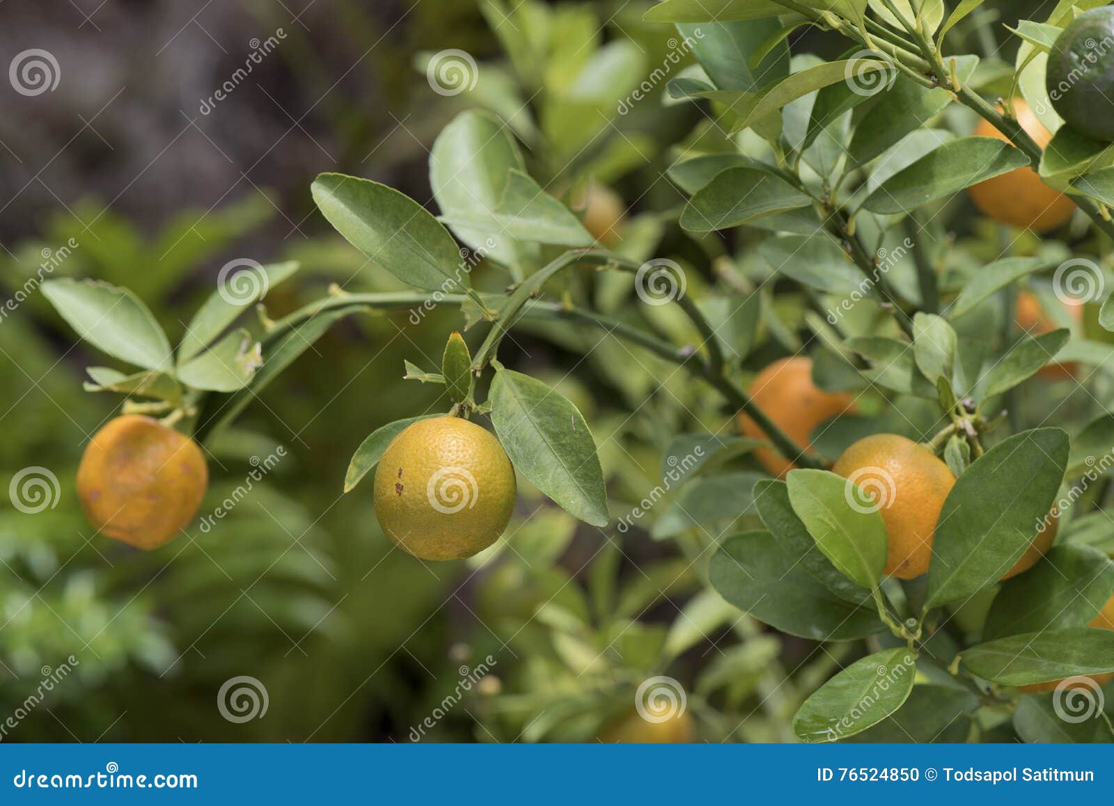 Mini orange on tree. stock photo. Image of fresh, citrus - 76524850