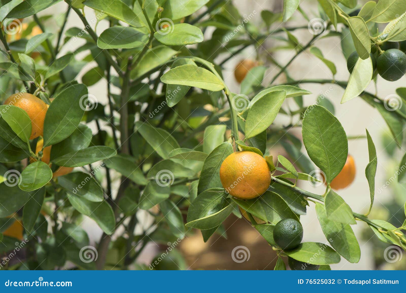 Mini orange on tree. stock photo. Image of fruit, grove - 76525032