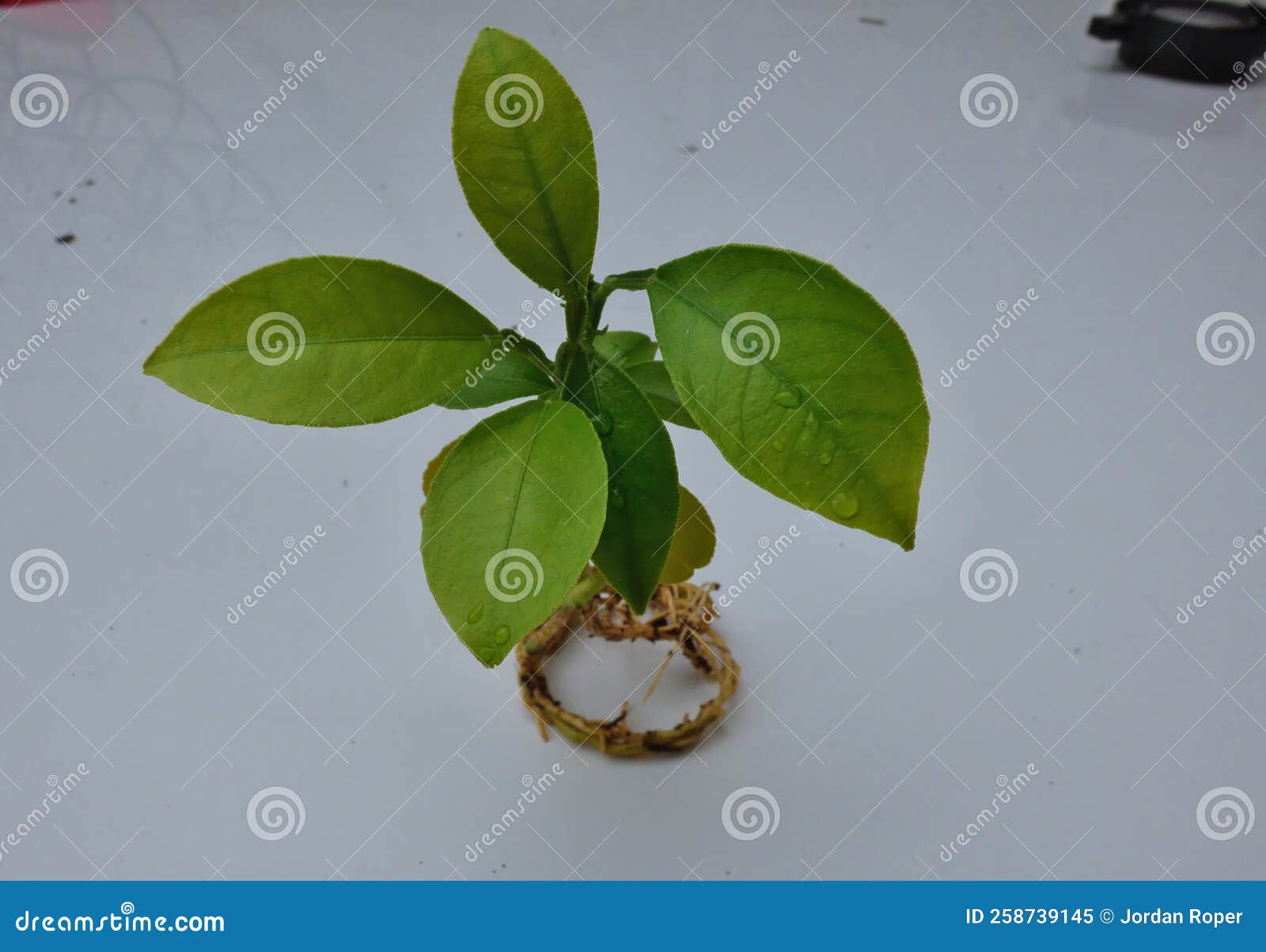 Mini orange tree stock image. Image of natural, alicante - 258739145