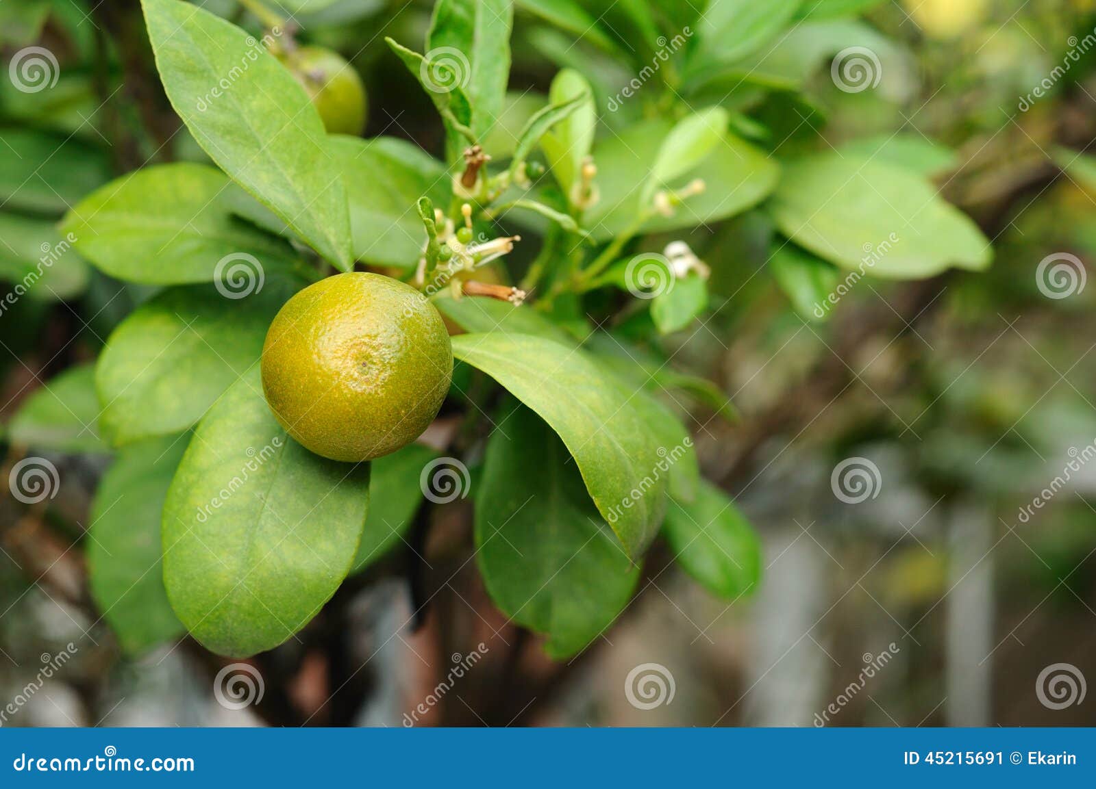 Mini Oranges in Garden, Kumquats. Stock Image - Image of kumquats ...