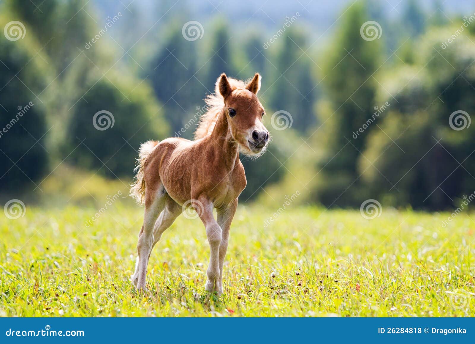 Mini paard stock foto. Image of zomer, hengst, dier, gras - 26284818