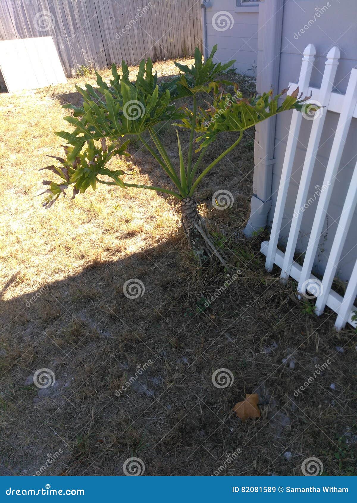 Mini palm stock image. Image of mini, backyards, palm - 82081589