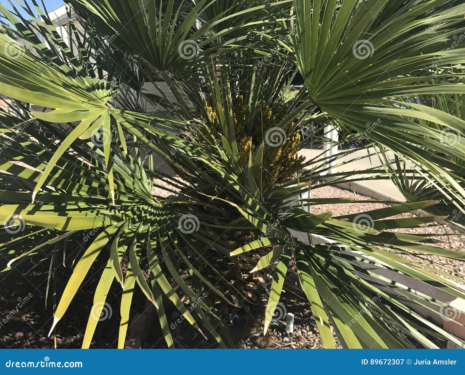 Mini Palm Tree stock image. Image of arizona, mini, located - 89672307
