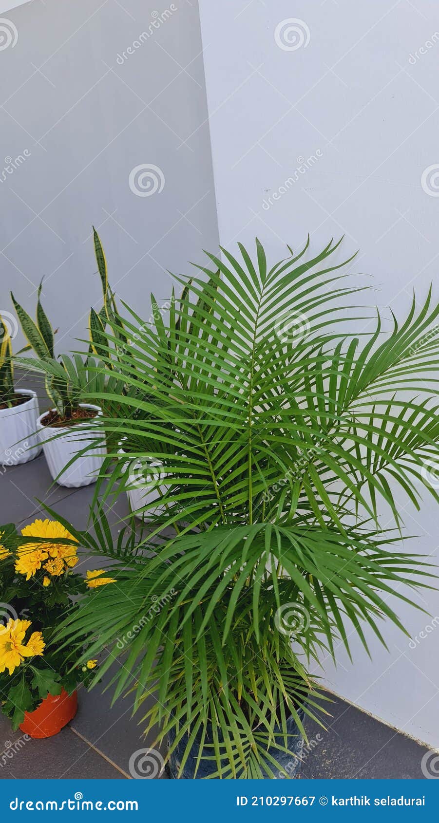 Mini palm tree stock image. Image of food, garden, tree - 210297667