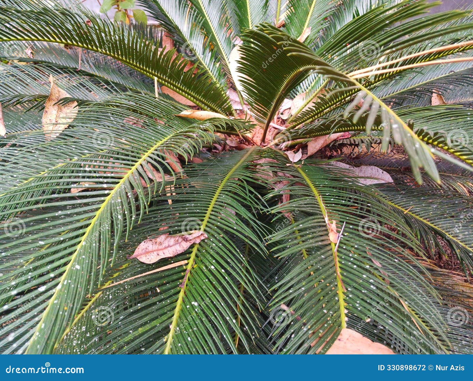 Mini Palm Trees in the Front Garden of the House Stock Photo - Image of ...