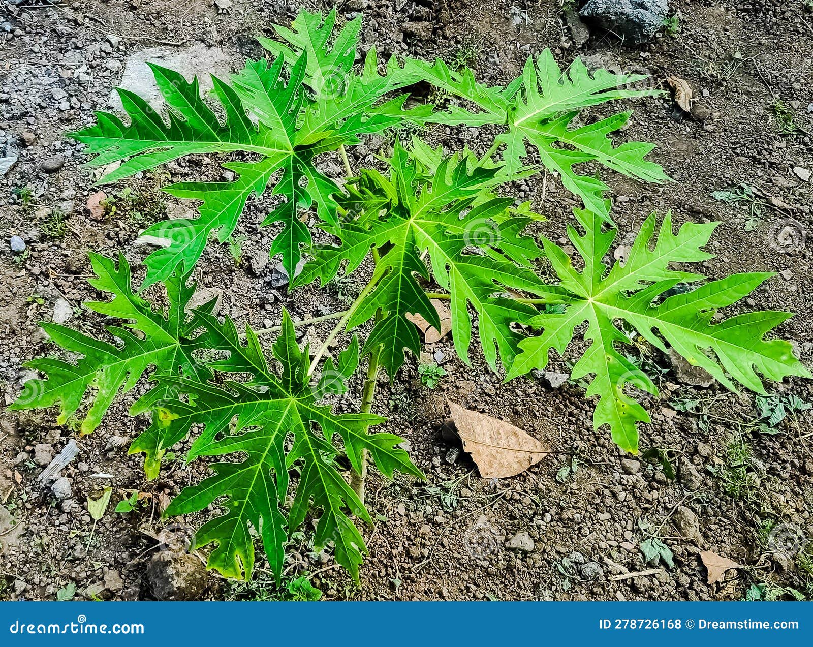Mini papaya tree from top stock photo. Image of papaya - 278726168