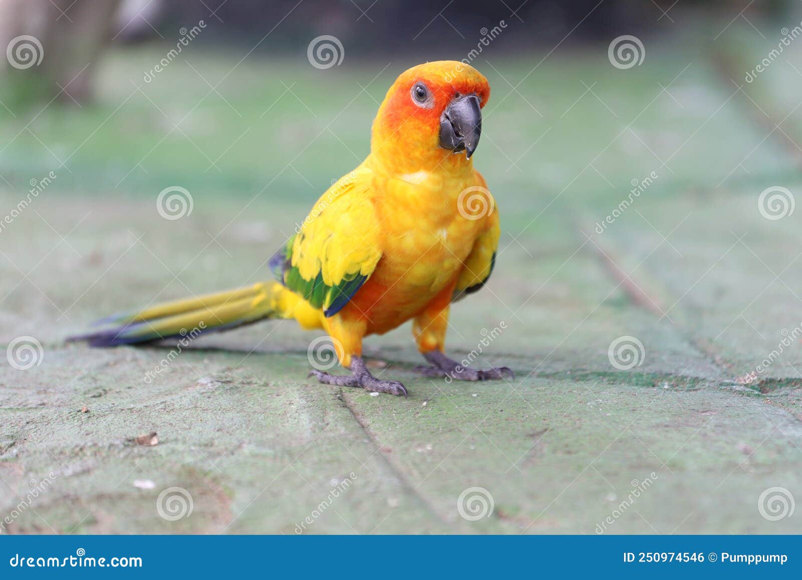 The Mini Parrot Bird on Floor Stock Photo - Image of portrait, stick ...