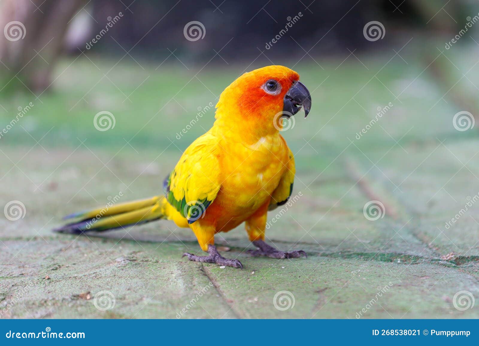 The Mini Parrot Bird on Floor Stock Image - Image of male, haematotis ...