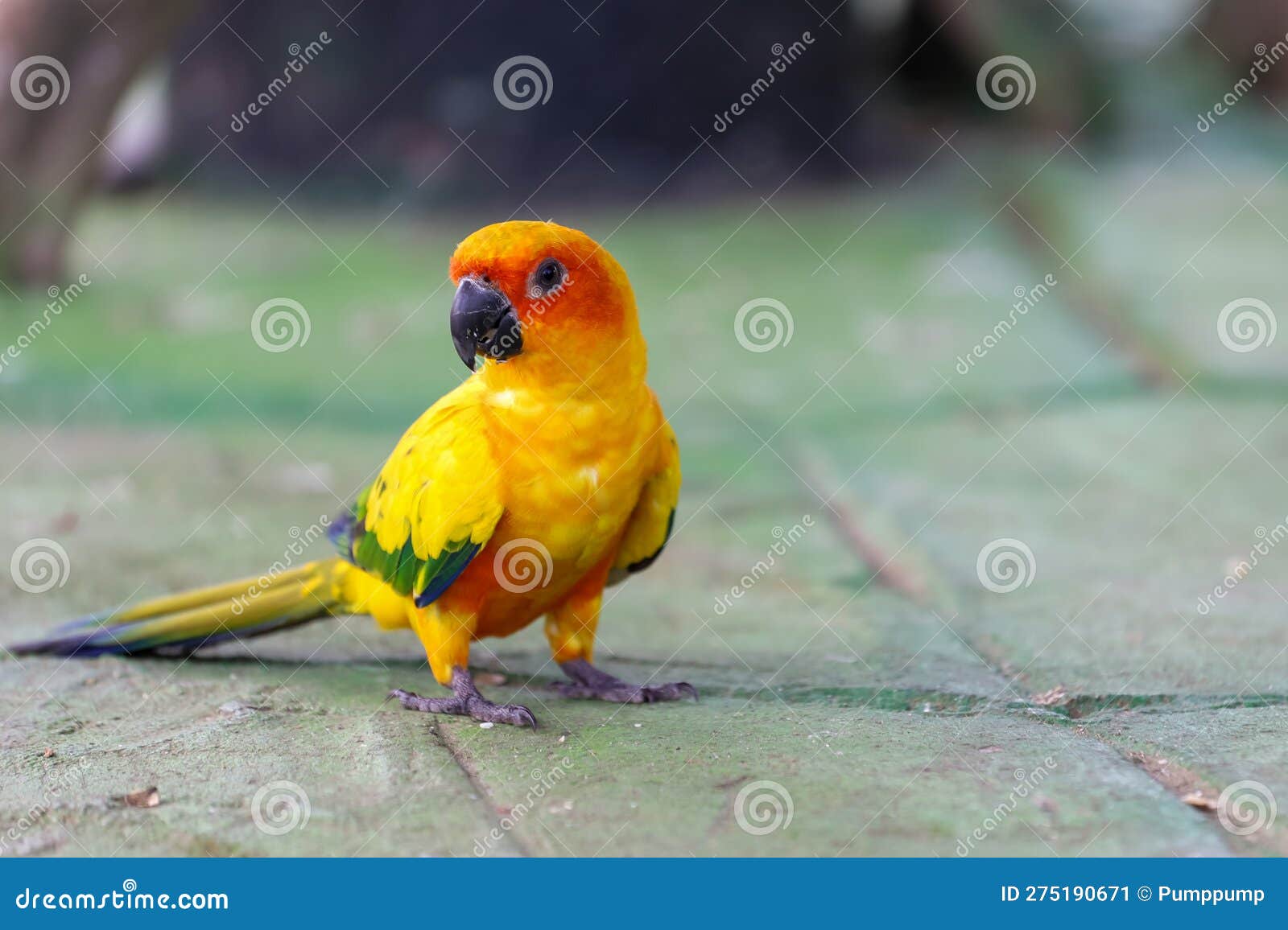 The Mini Parrot Bird on Floor Stock Image - Image of wavy, tropical ...