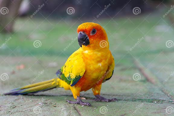 The Mini Parrot Bird on Floor Stock Photo - Image of animal, exotic ...
