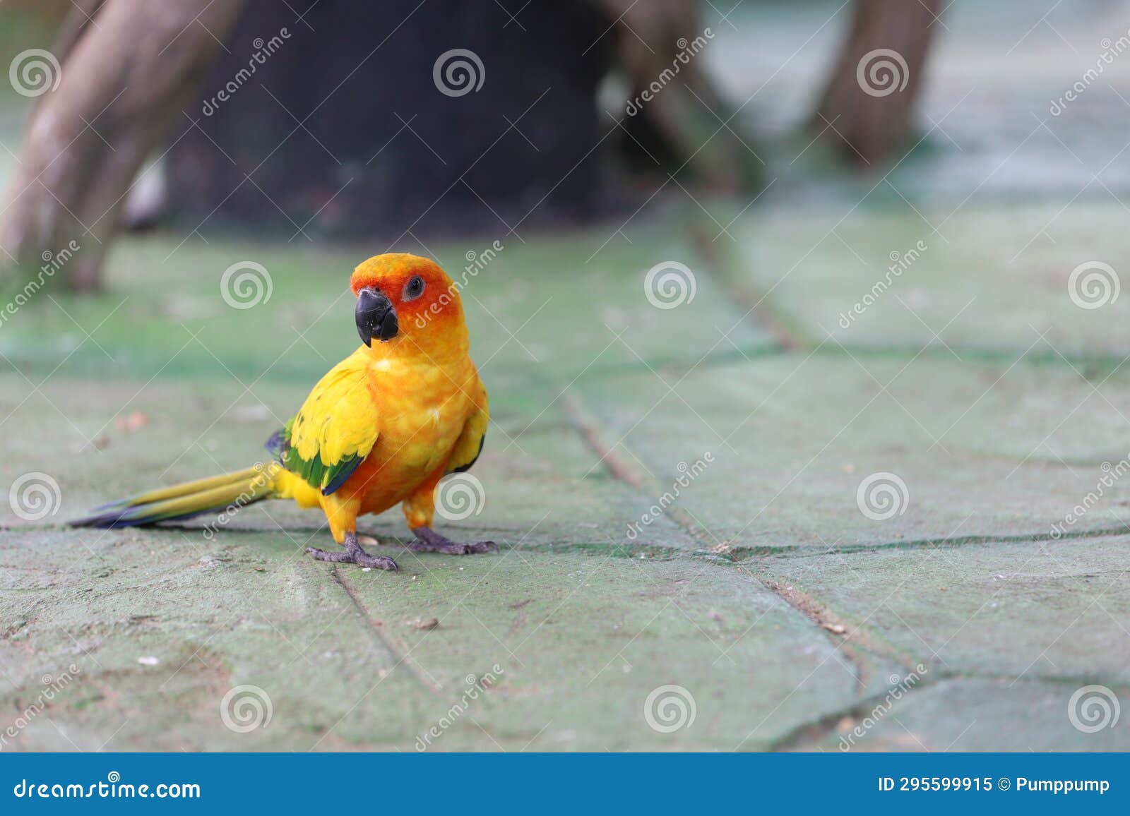 The Mini Parrot Bird on Floor Stock Image - Image of zoology, canary ...