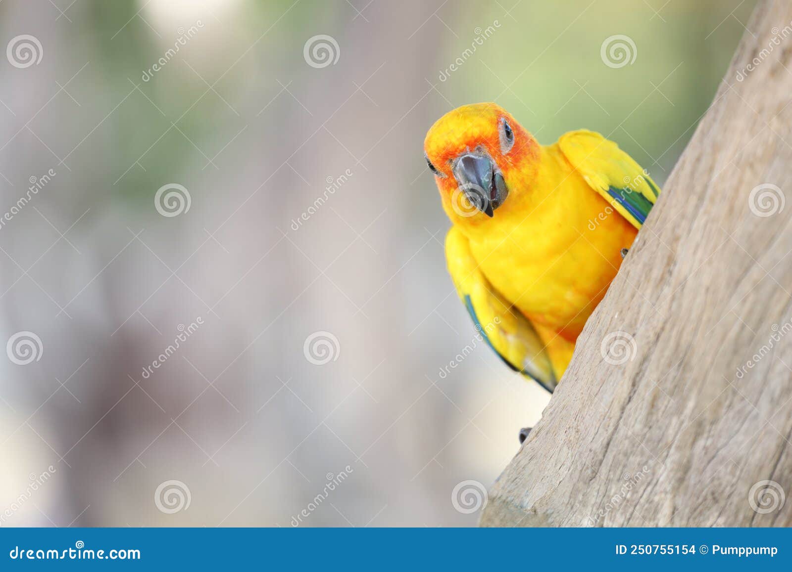 The Mini Parrot Bird on Stick Tree Stock Photo - Image of brown, wavy ...