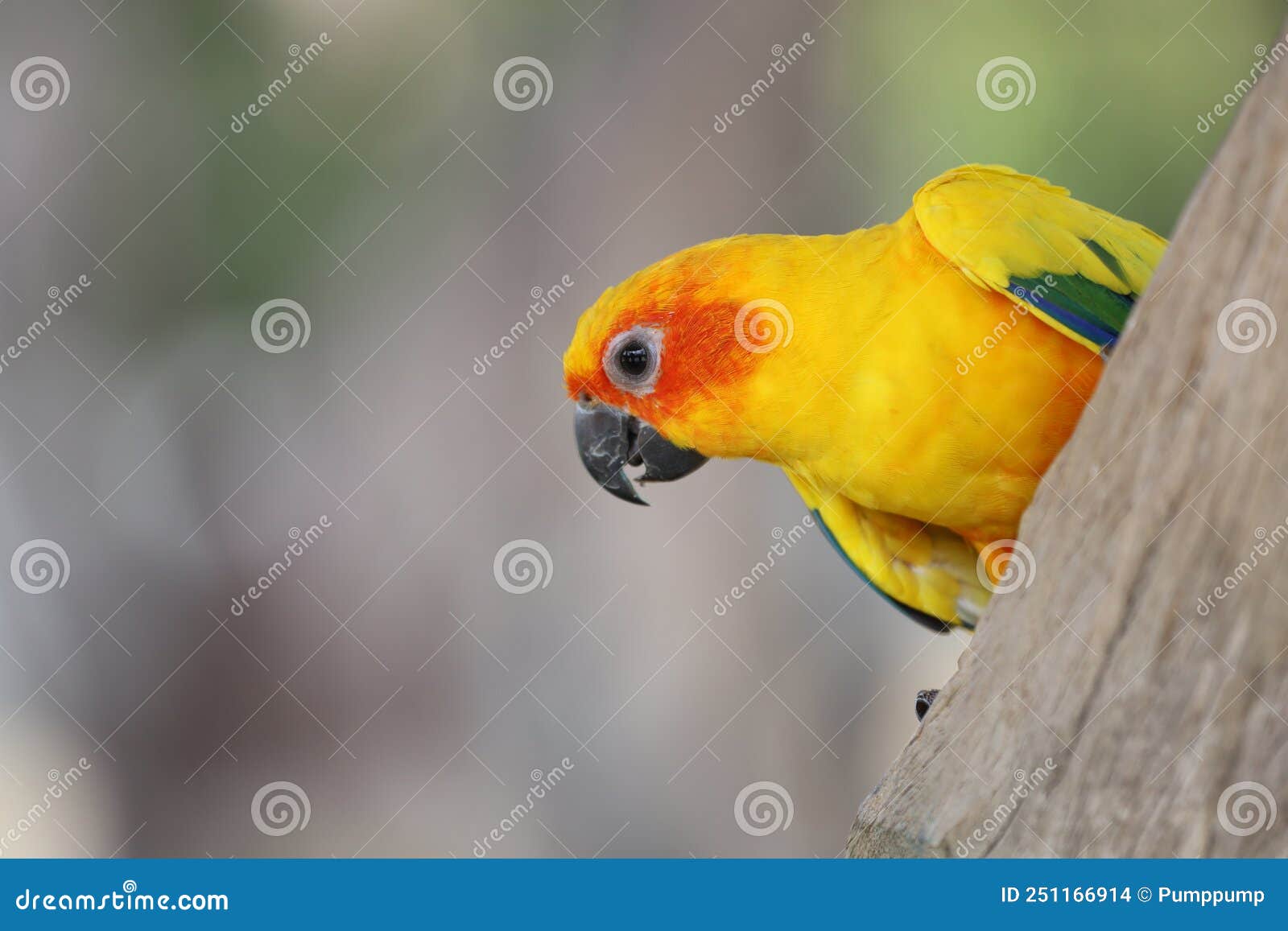 The Mini Parrot Bird on Stick Tree Stock Photo - Image of haematotis ...