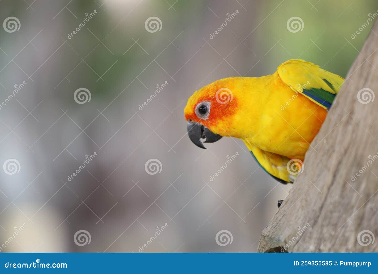 The Mini Parrot Bird on Stick Tree Stock Image - Image of zoology ...