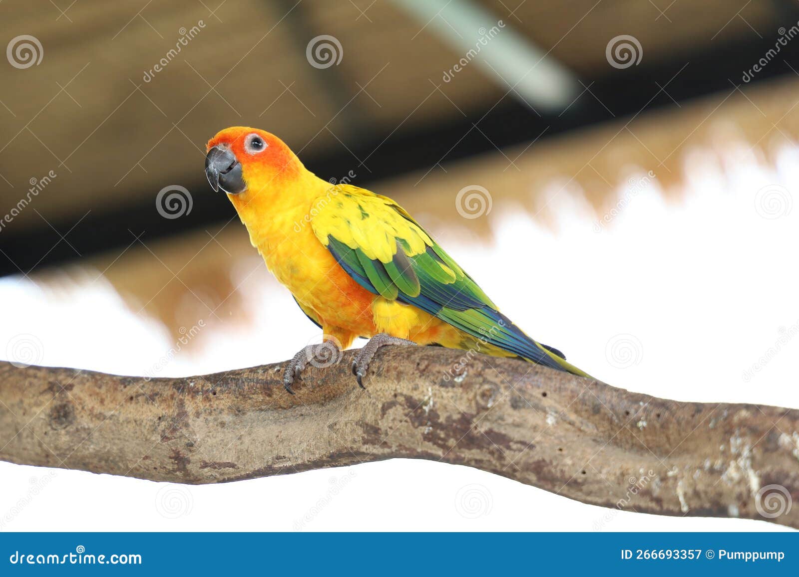 The Mini Parrot Bird on Stick Tree Stock Image - Image of rainforest ...