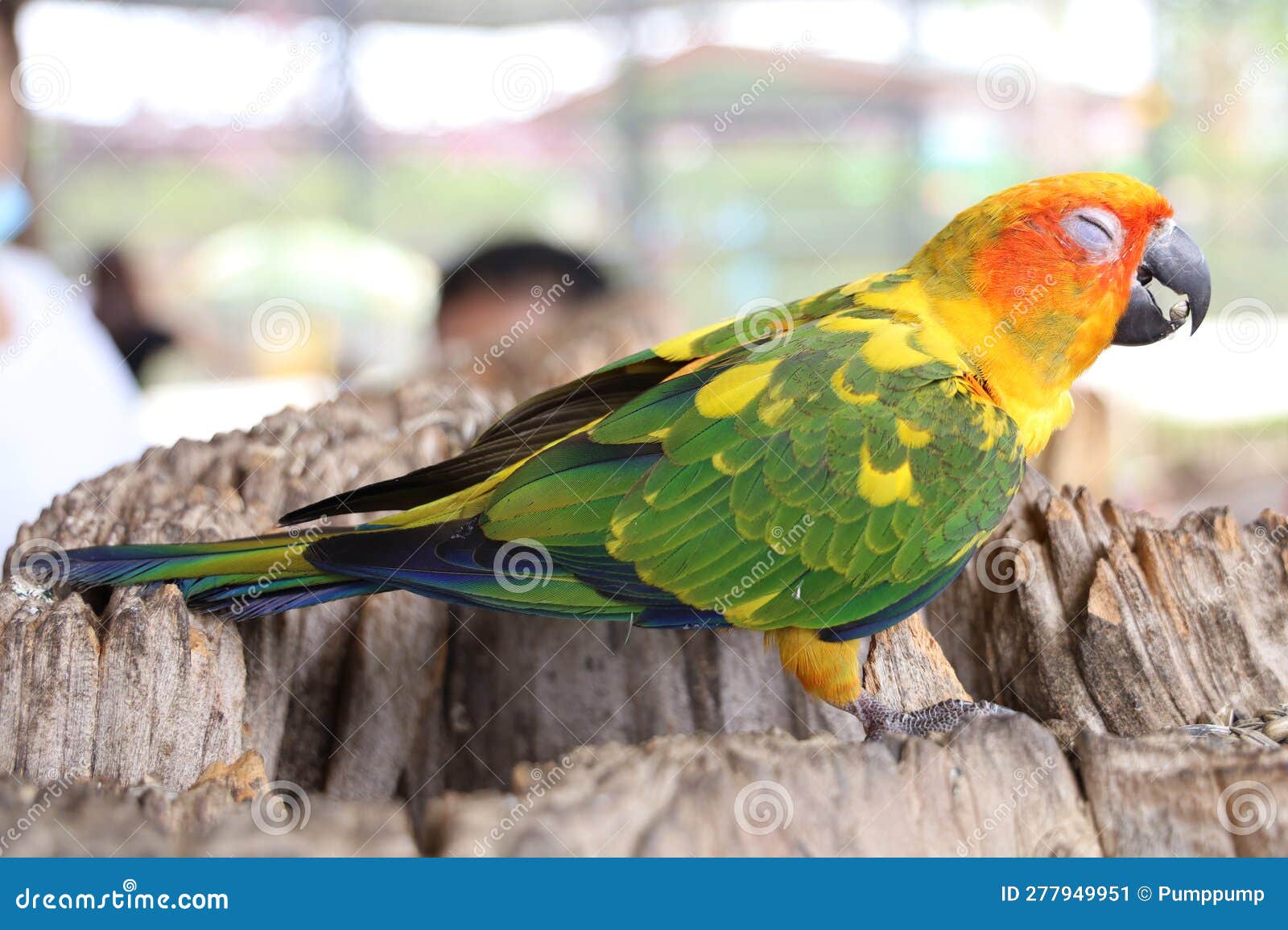 The Mini Parrot Bird on Stick Tree Stock Image - Image of stick, green ...
