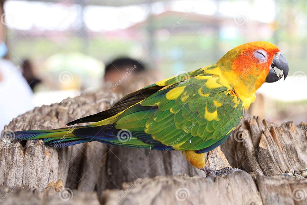 The Mini Parrot Bird on Stick Tree Stock Image - Image of stick, green ...