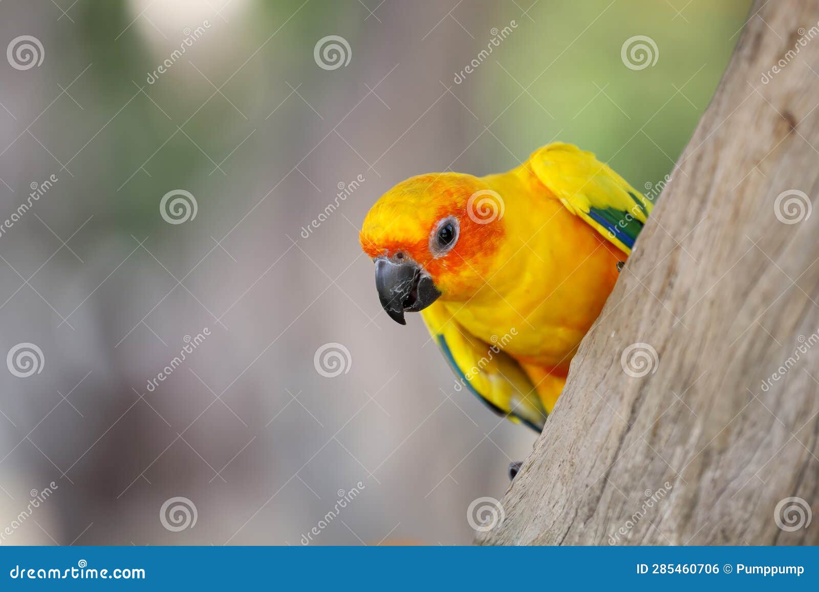 The Mini Parrot Bird on Stick Tree Stock Photo - Image of parrot ...