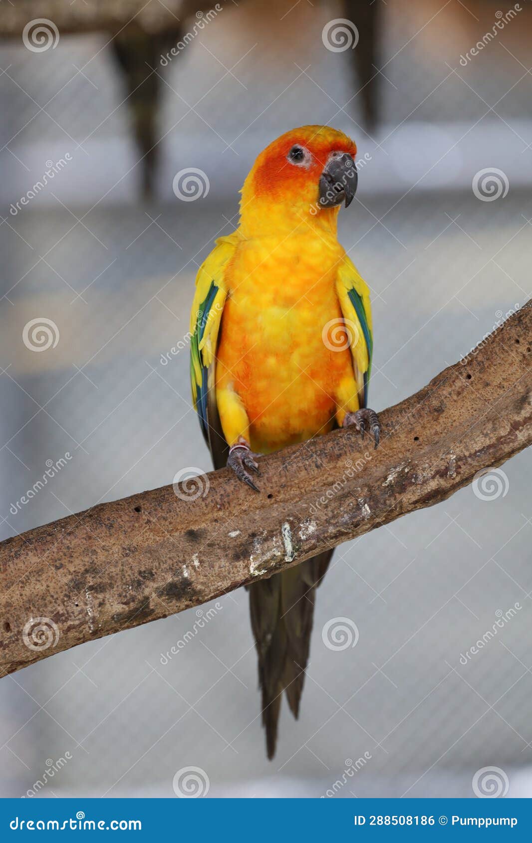 The Mini Parrot Bird on Stick Tree Stock Photo - Image of parrot ...