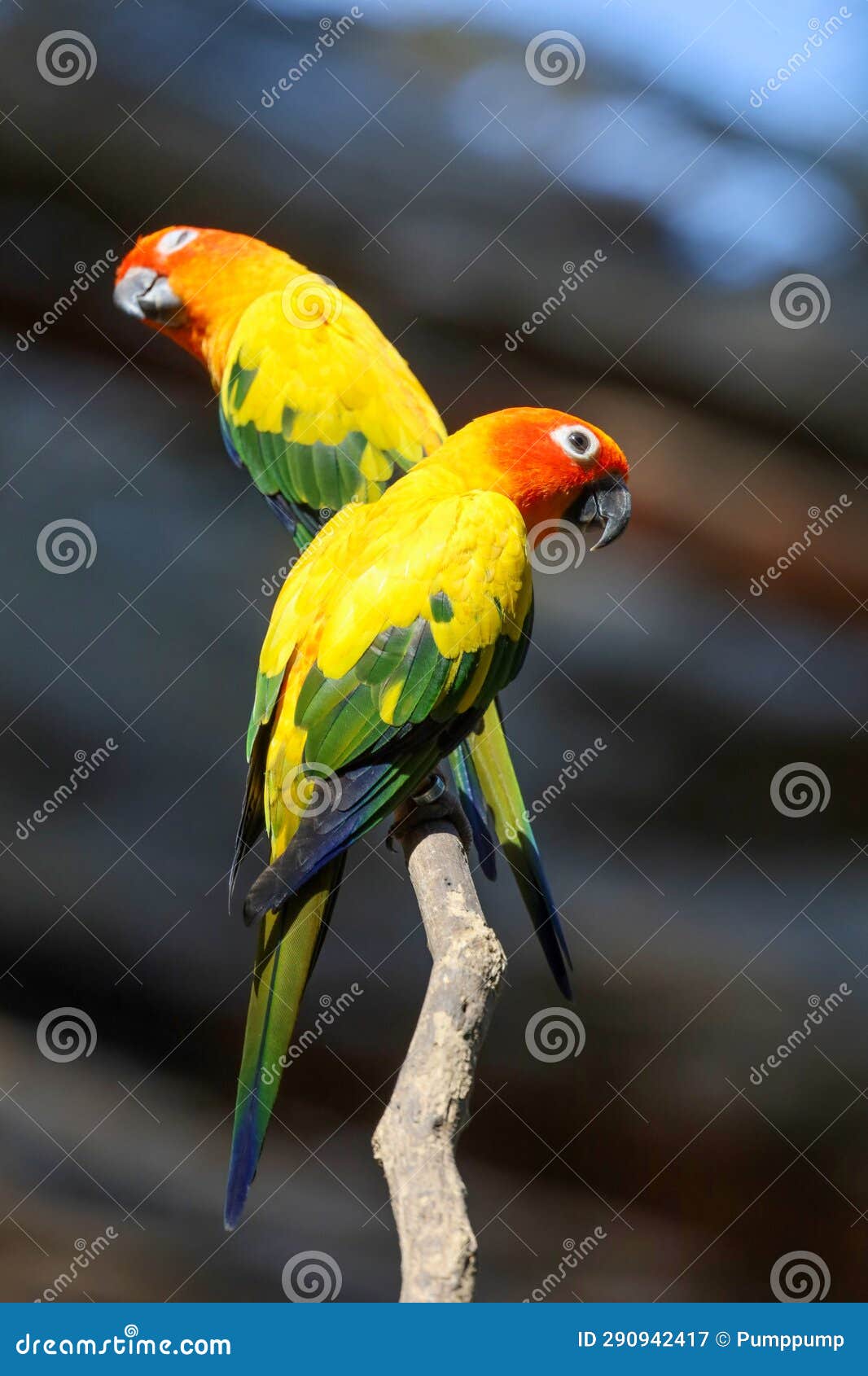 The Mini Parrot Bird on Stick Tree Stock Image - Image of portrait ...