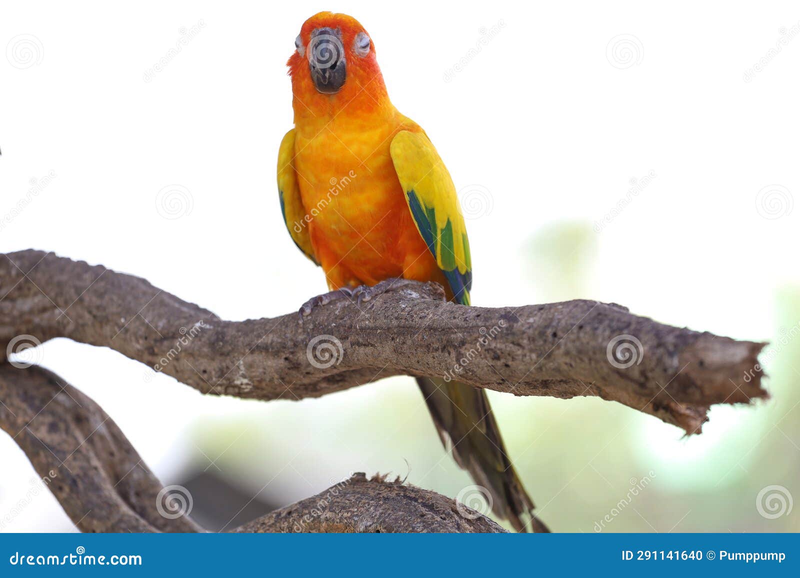 The Mini Parrot Bird on Stick Tree Stock Photo - Image of wildlife ...