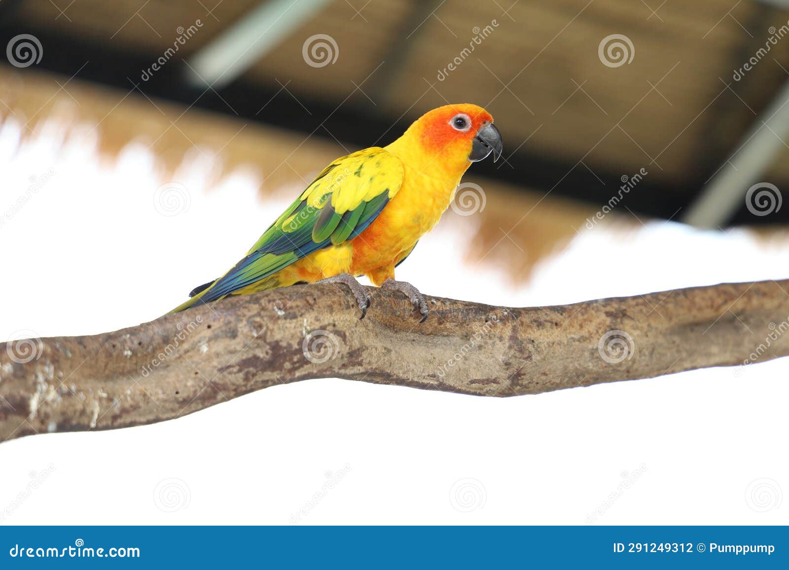 The Mini Parrot Bird on Stick Tree Stock Photo - Image of central ...