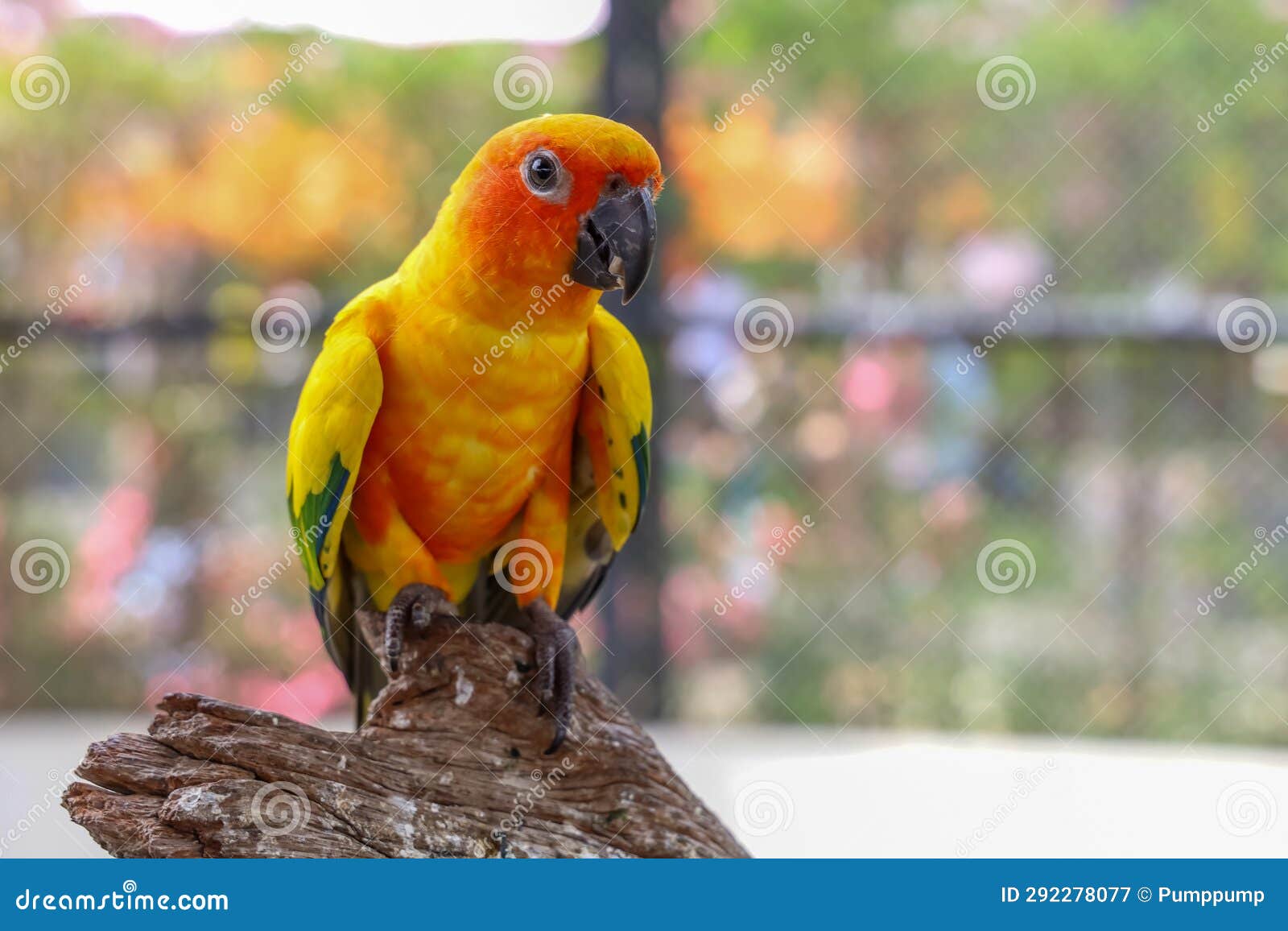 The Mini Parrot Bird on Stick Tree Stock Image - Image of birdwatching ...
