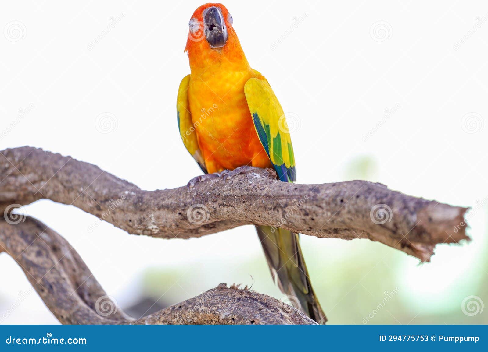Parrot On A Stick With Its Beak Wide Open Stock Image | CartoonDealer ...
