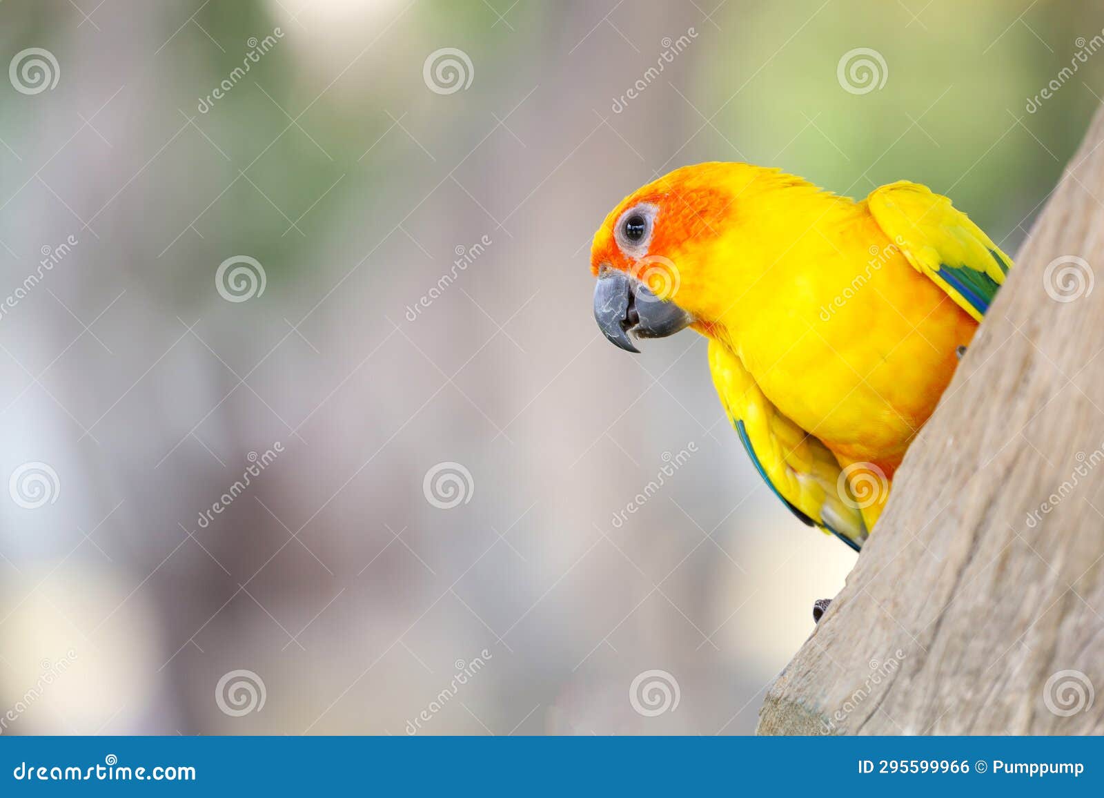 The Mini Parrot Bird on Stick Tree Stock Photo - Image of nature ...