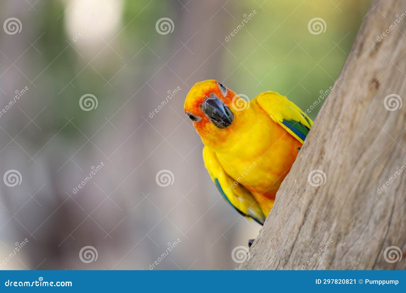The Mini Parrot Bird on Stick Tree Stock Image - Image of colorful ...
