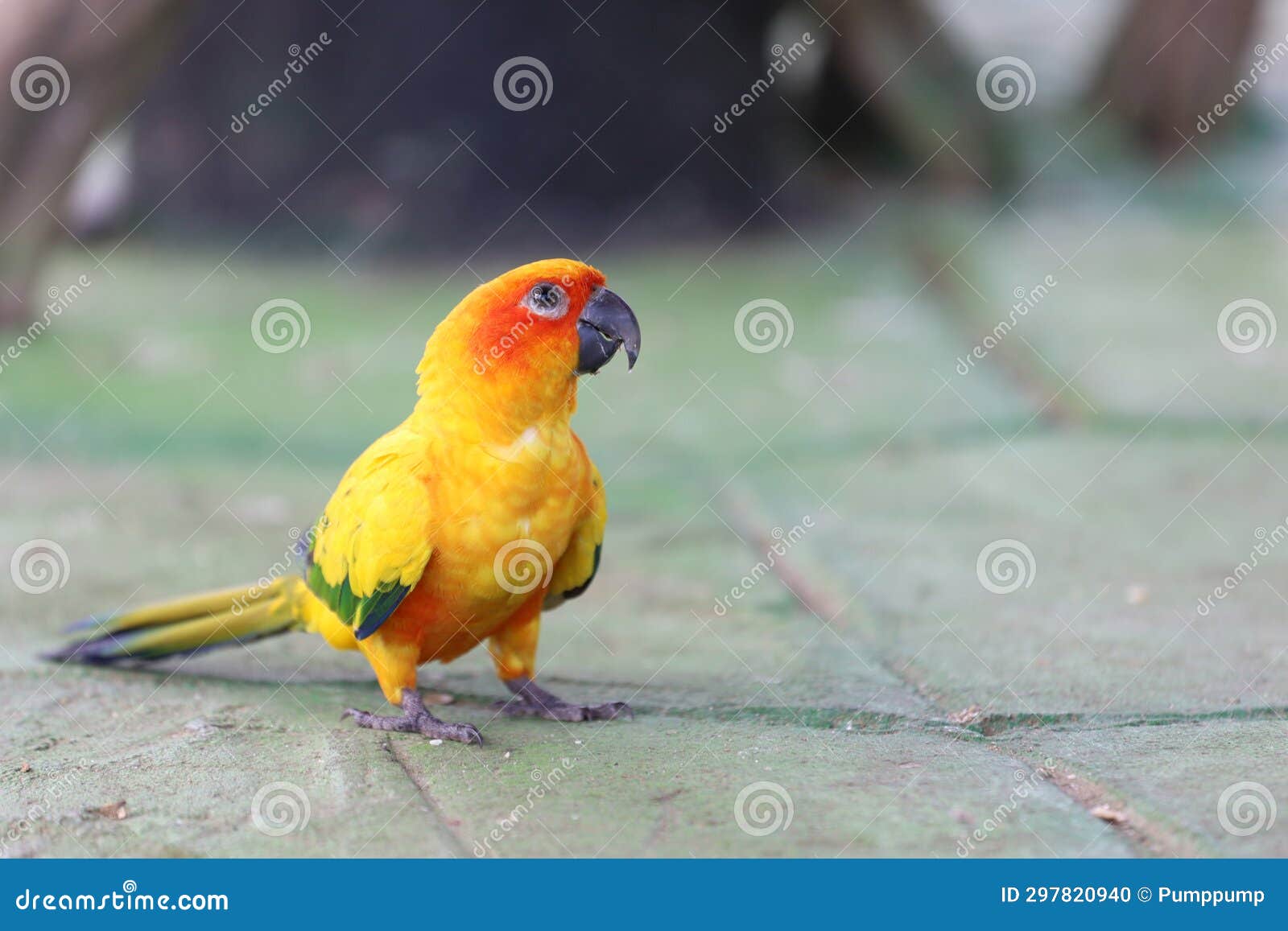 Parrot On A Stick With Its Beak Wide Open Stock Image | CartoonDealer ...
