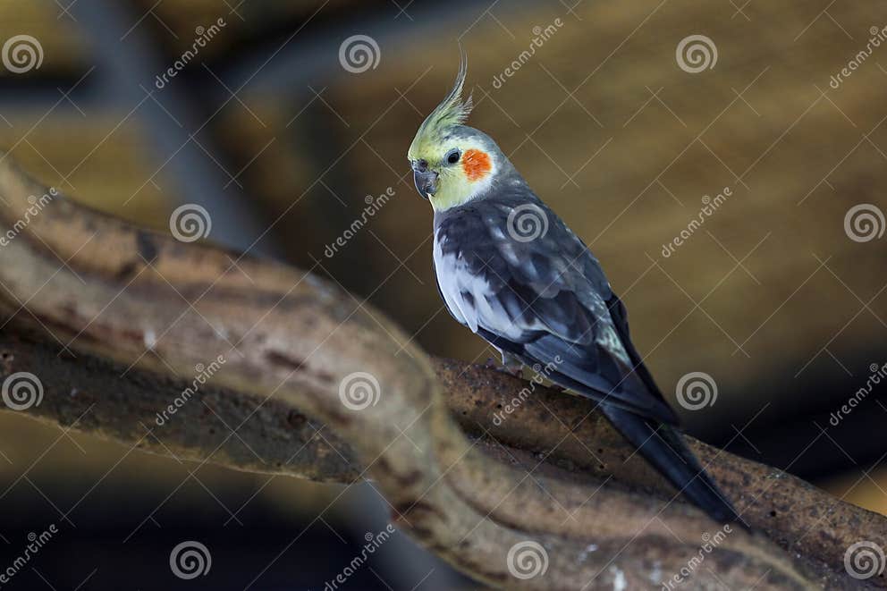 The Mini Parrot Bird on Stick Tree Stock Photo - Image of zoology ...