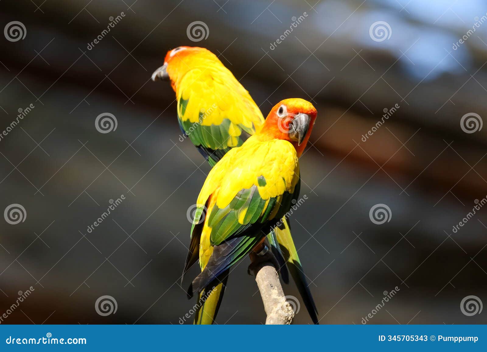 The Mini Parrot Bird on Stick Tree Stock Image - Image of nature ...