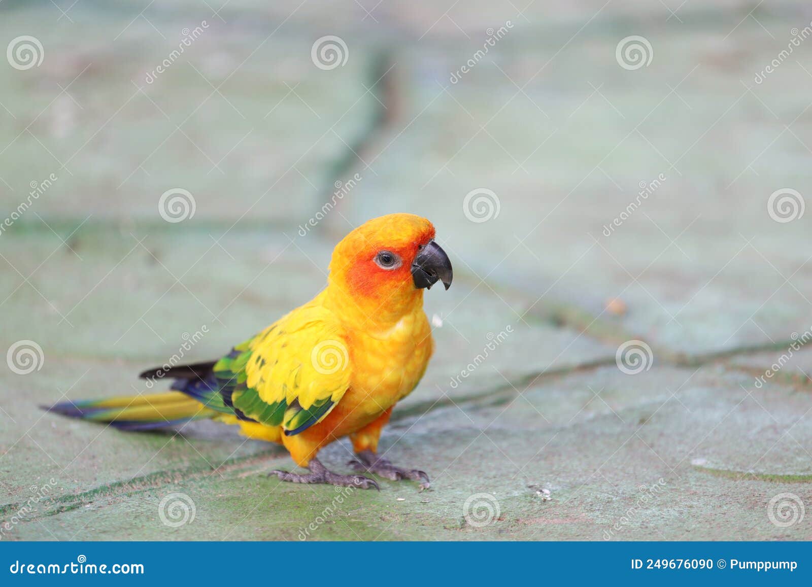The Mini Parrot Bird on Stick Tree Stock Photo - Image of central ...
