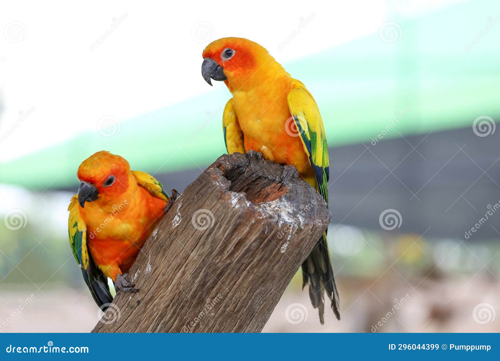 Parrot On A Stick With Its Beak Wide Open Stock Image | CartoonDealer ...