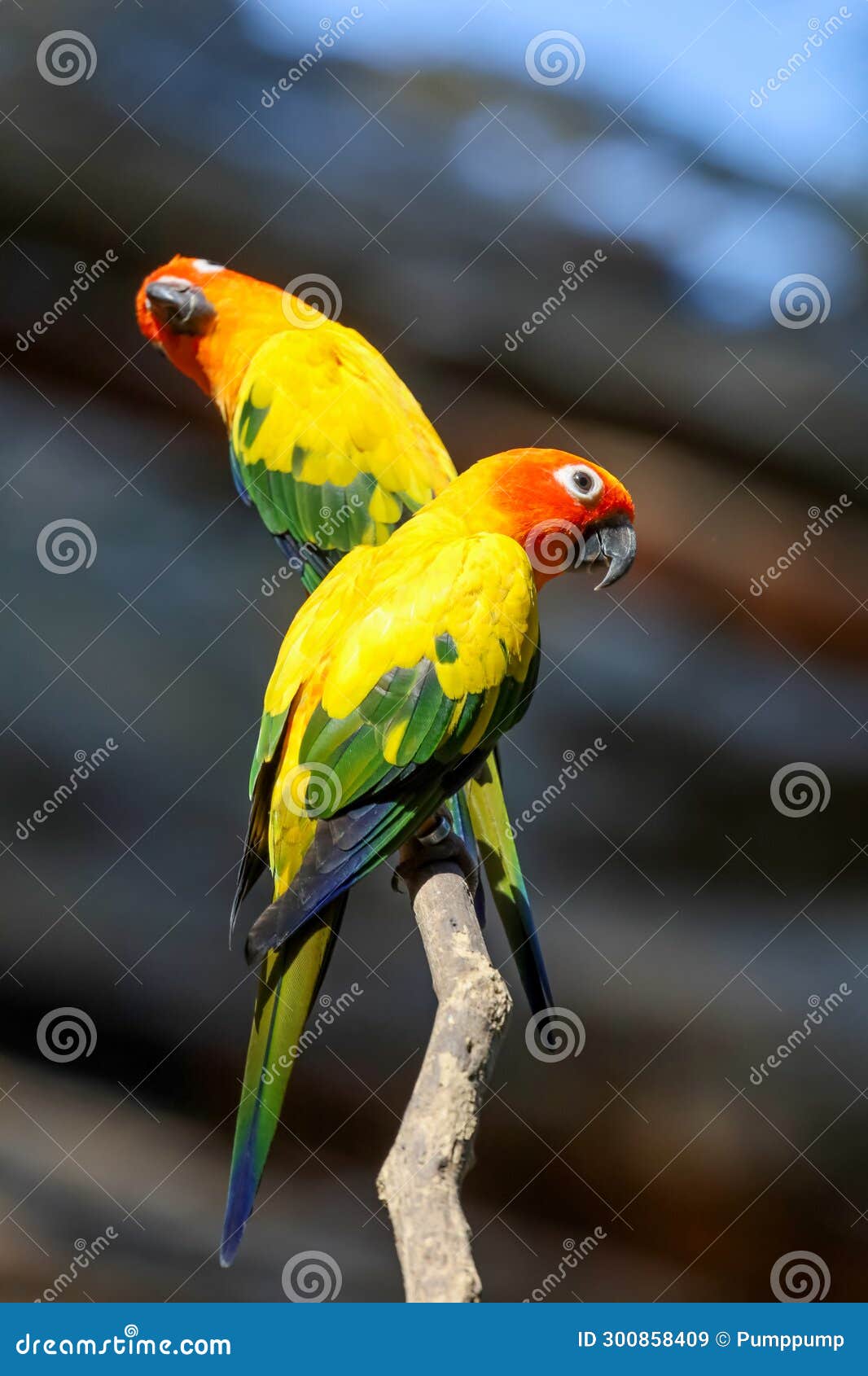 The Mini Parrot Bird on Stick Tree Stock Image - Image of tree ...